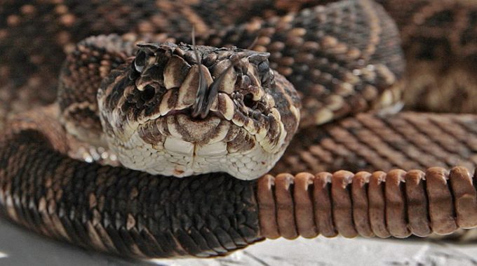 Edible Snakes: How to Know Which Ones You Can Eat – Hiking Tips and Advice